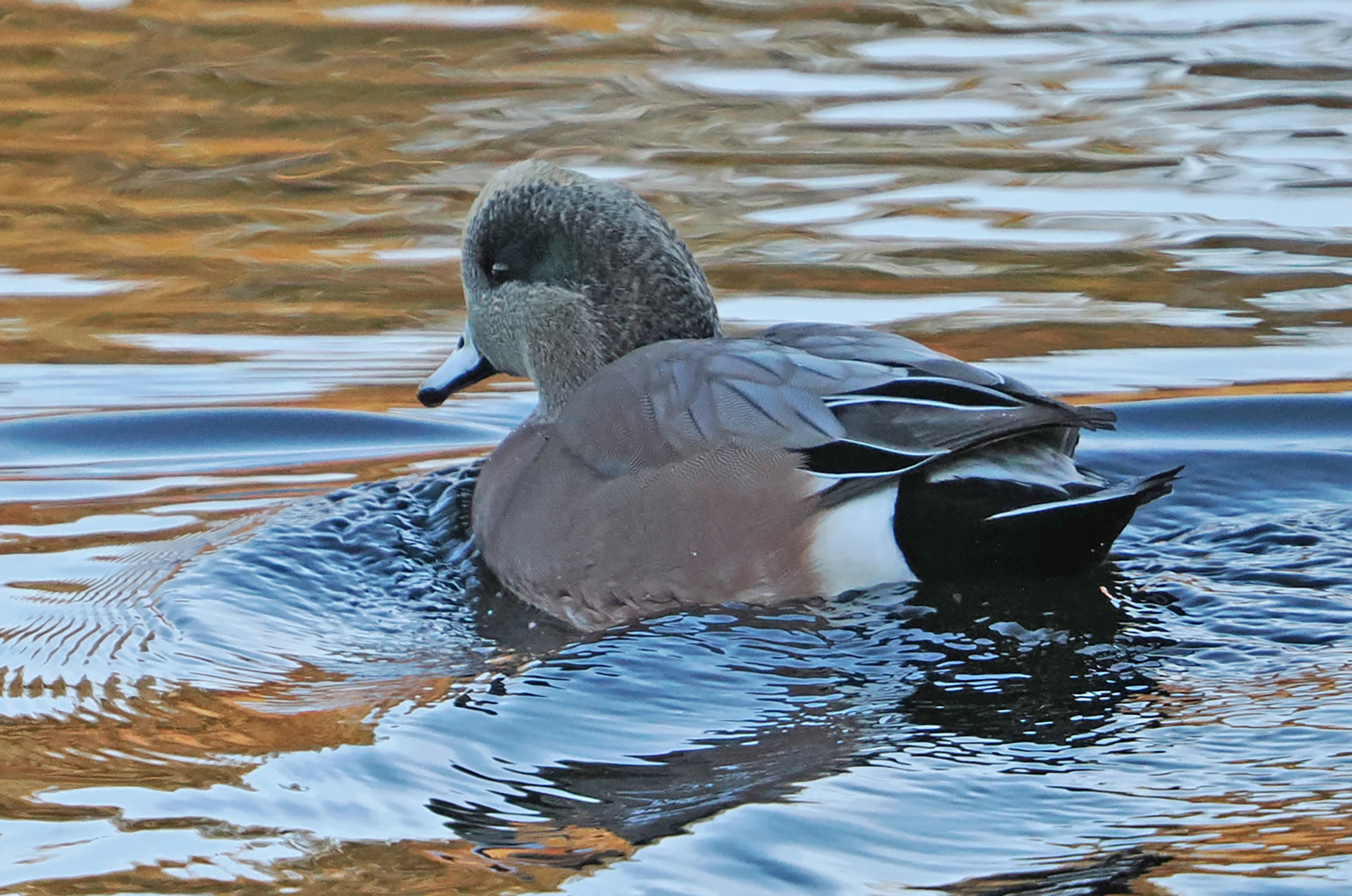 The Vineyard Gazette - Martha's Vineyard News | Conservation Concerns