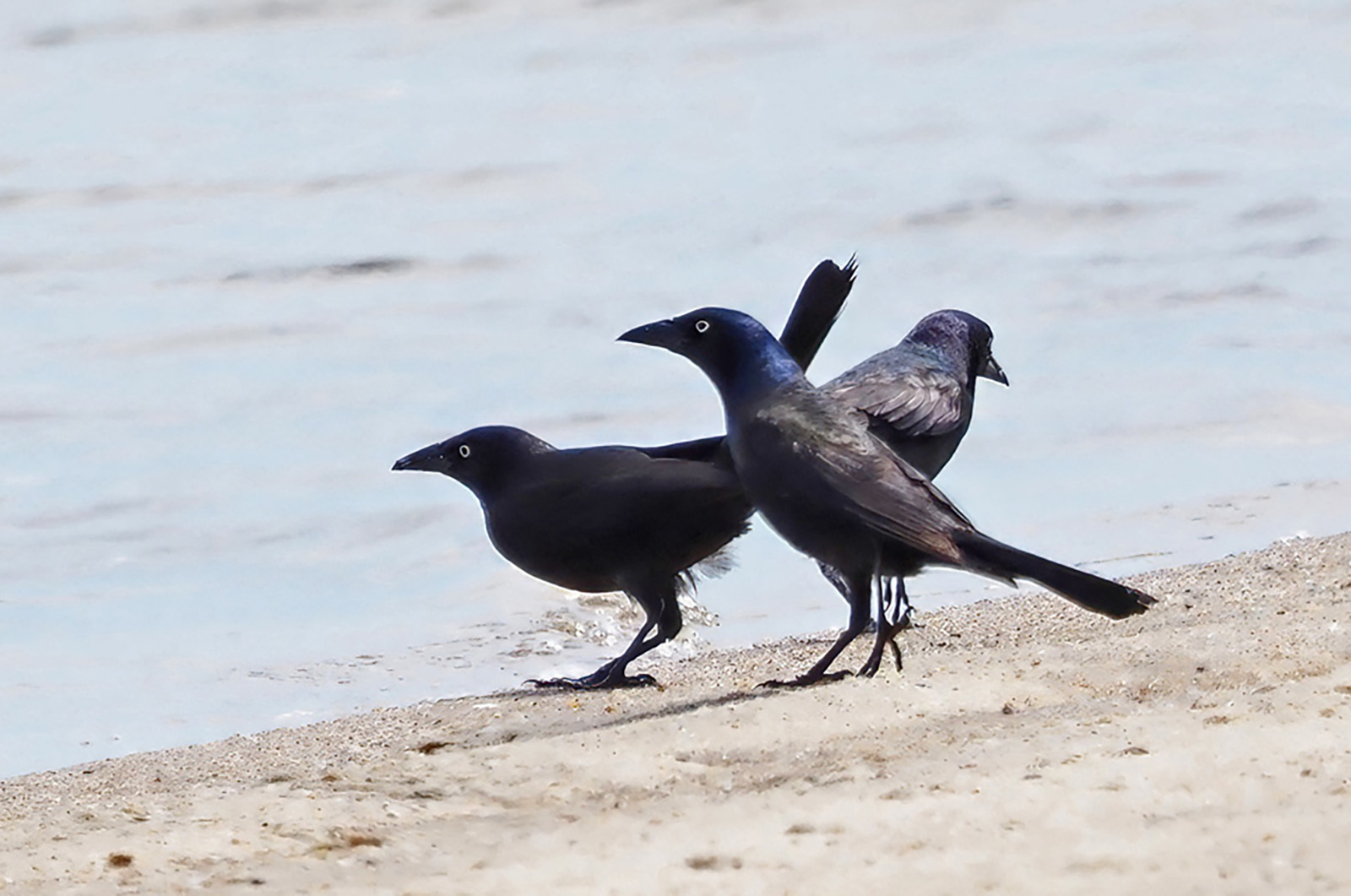 The Vineyard Gazette - Martha's Vineyard News | Frozen