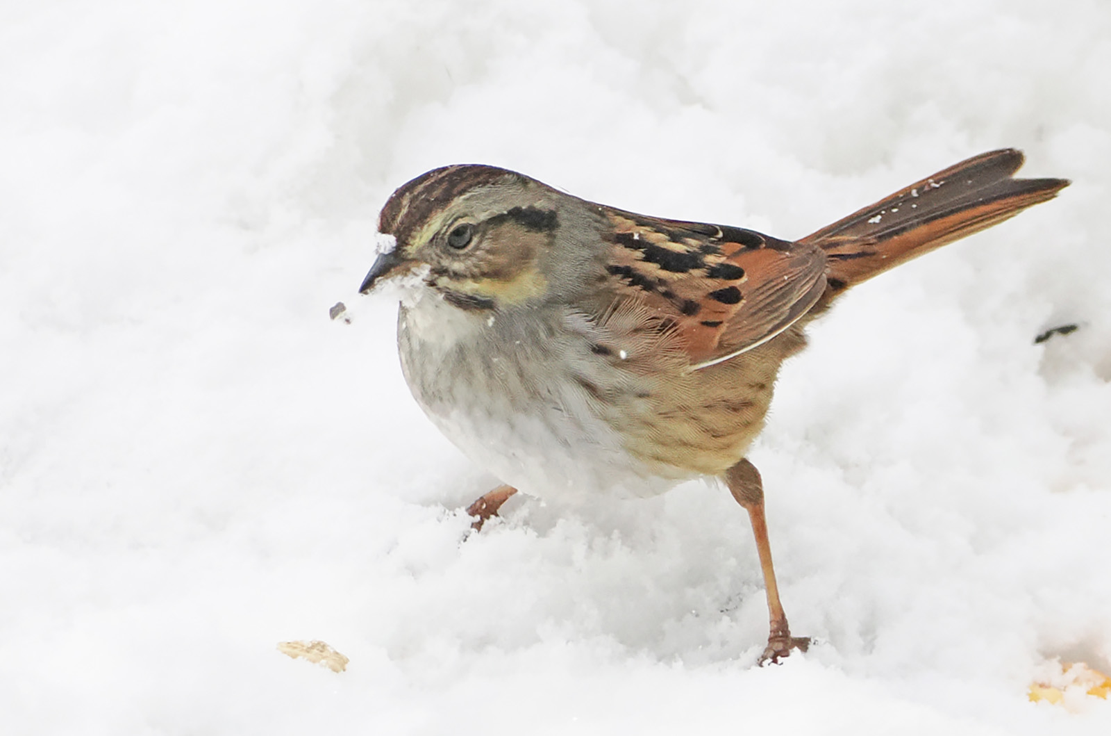 The Vineyard Gazette - Martha's Vineyard News | Bird Song