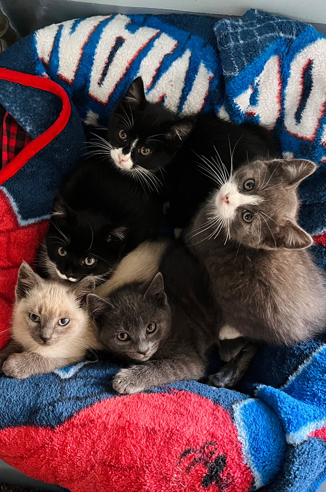 The Vineyard Gazette - Martha's Vineyard News | Please Adopt: Week ...